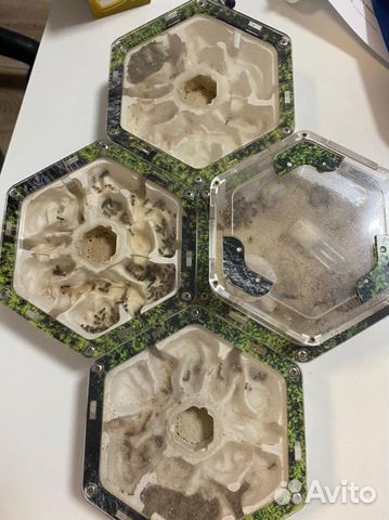 Муравьина ферма