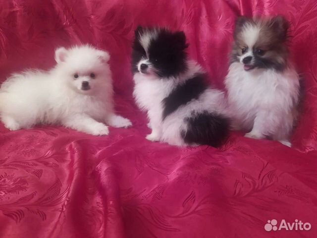 Щенки немецкого шпица