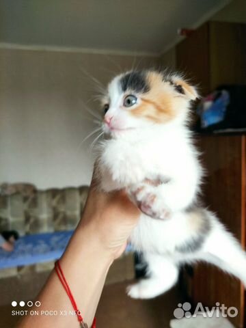 Котята смесь шотландского вислоухого