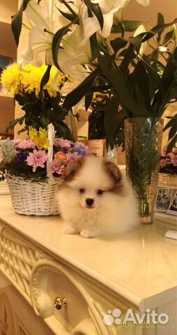 Забавный хулиганчик