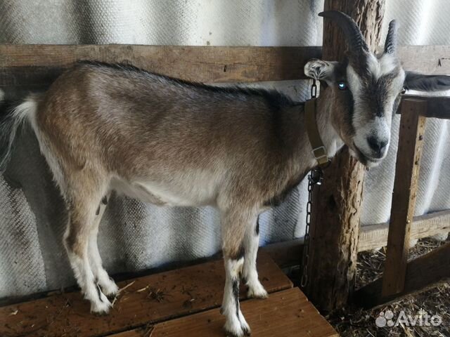 Коза