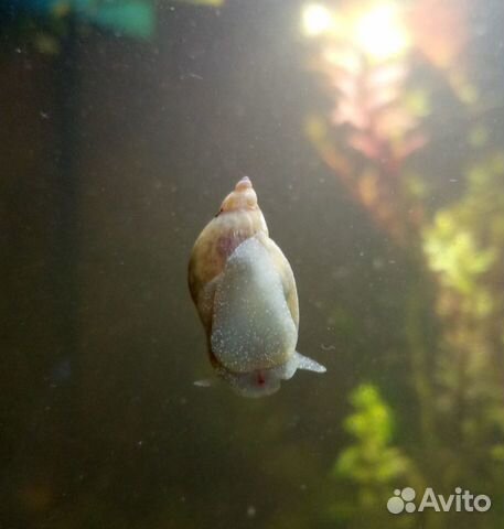 Улитка Покемон