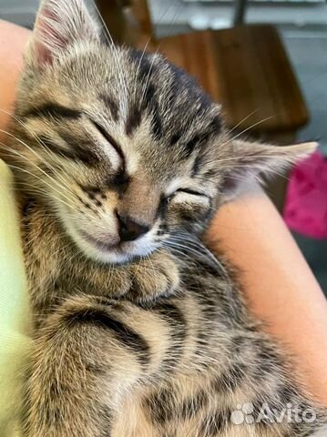 Котенок SOS 5 выпуск на улицу