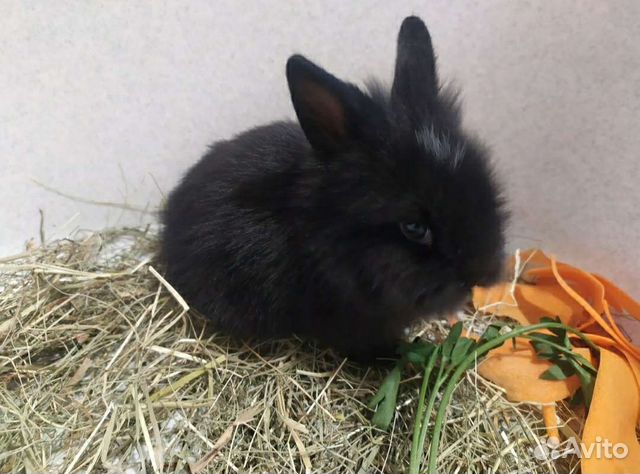 Молодой Кролик с клеткой