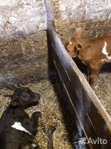 Телята телочки