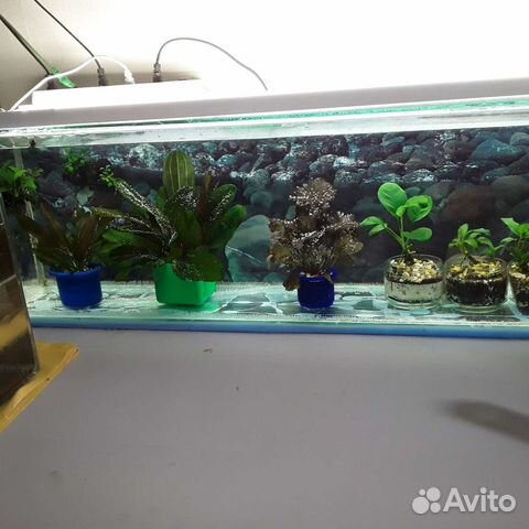 Аквариум