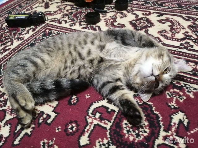 Кошка в дар