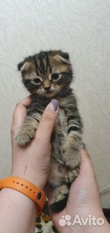 Британские котята