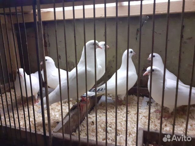 Английские типплеры голубь