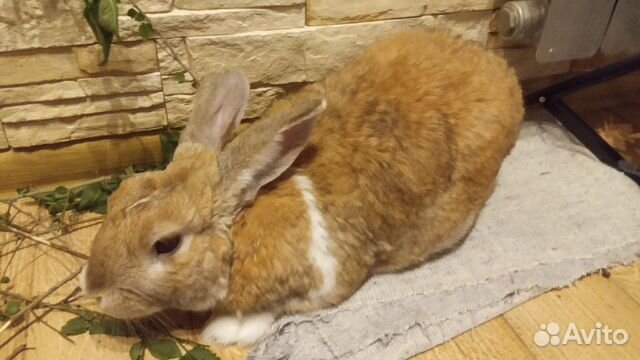 Карликовый кролик породы Рекс на вязку