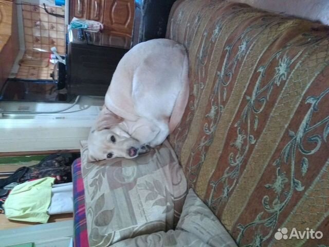 Отдам в добрые руки суку лабрадора по кличке Бетти