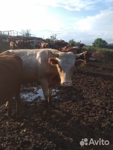 Быки на племя