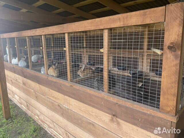 Кролики породные