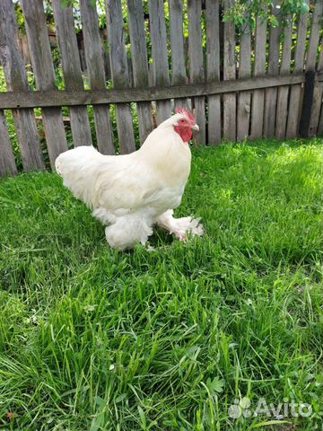 Петух Кохинхин