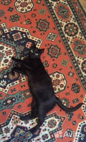 Черная кошка