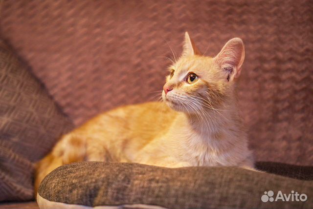 Рыжая кошка в добрые руки
