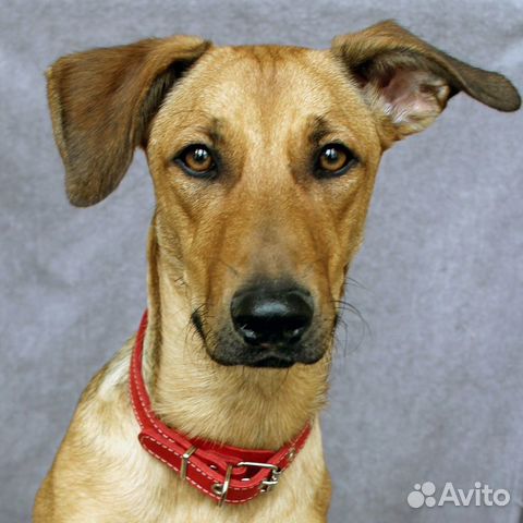 Рыжуля щенок 9 месяцев ищет хозяев