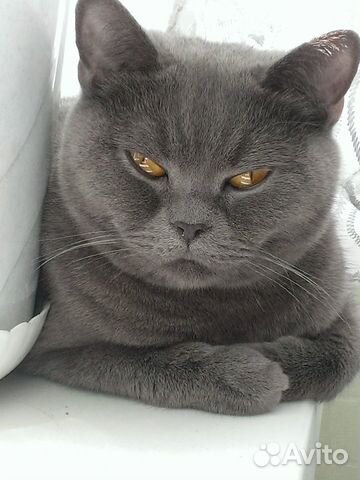 Кошка взрослая британской породы