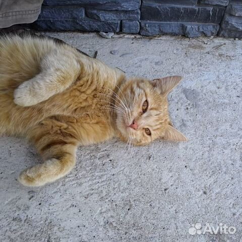 Котик