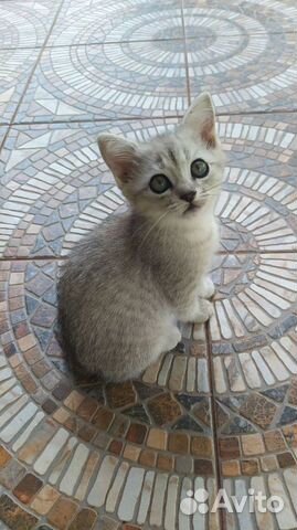 Котята полубританцы