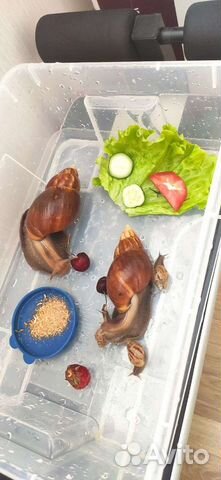 Улитки ахатины бесплатно