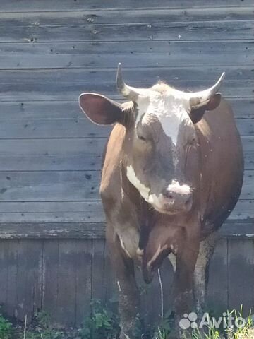 Коровы, бычки
