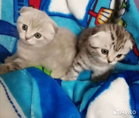Шотландские вислоухие котята