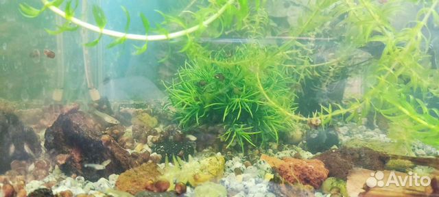 Аквариумные рыбки(гуппи) и улитки