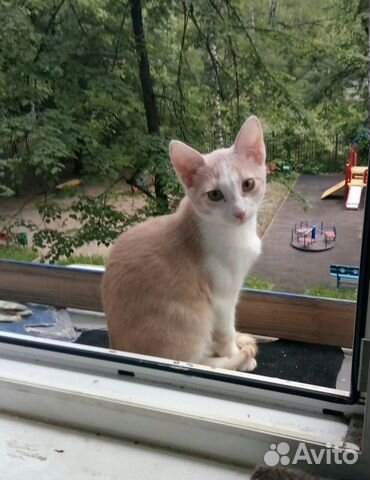 Котик 4 месяца