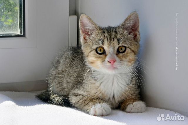 Котенок Тосенька 2,5 месяца