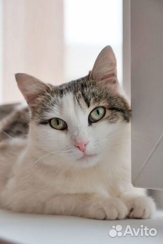 Кошка Принцесса