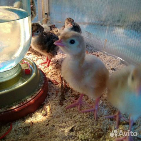 Индюшата подрощенные