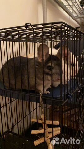 Кошка шиншилла