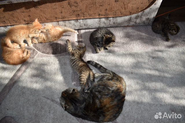 Котята полушотландские