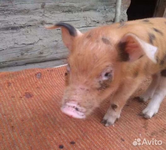 Поросятки дюрок+ландрас