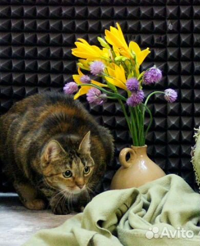 Кошка Фрося