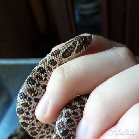 Свиноносые ужи (heterodon nasicus)