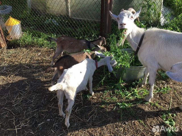 Козлята