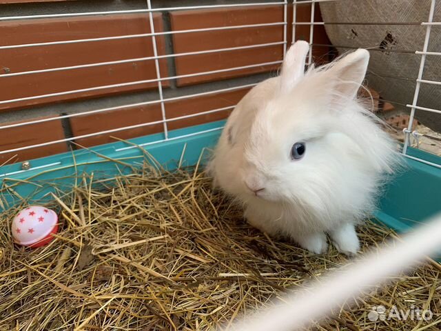Декоративный кролик с клеткой