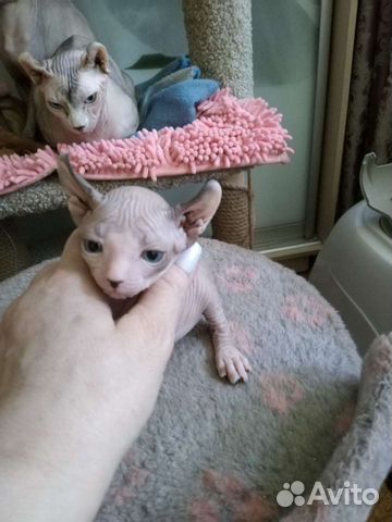 Канадский сфинкс