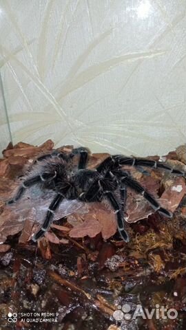 Паук птицеед Lasiodora Parahybana