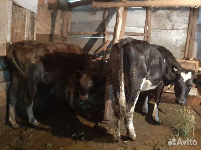 Продаются телки: 1,4 года и 1,6 г стельная (2 мес)