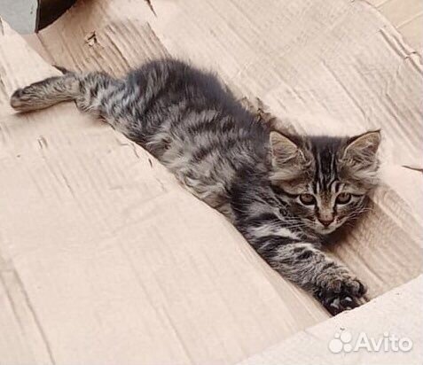 Котодевочка 2 мес