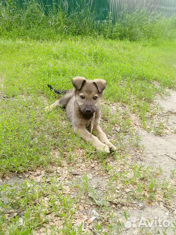Щенки лайки бесплатно