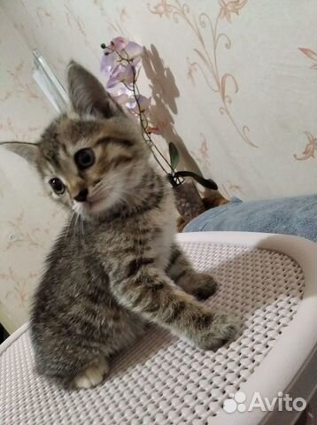 Котёнок метиска британская