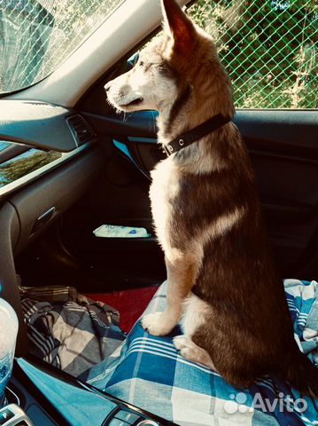 Собаки бесплатно