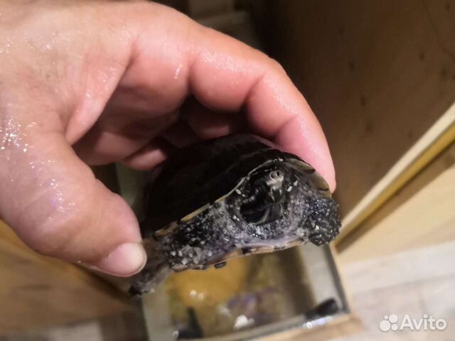 Продам черепаху мускусная