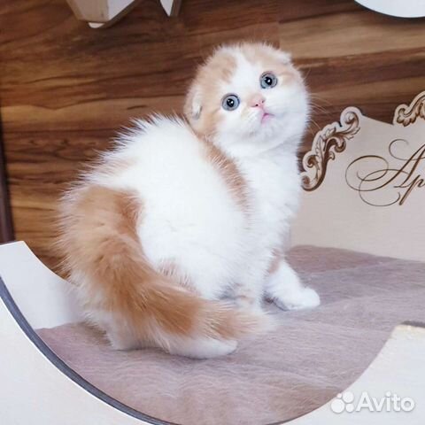 Сладкий колобок, Скоттиш фолд