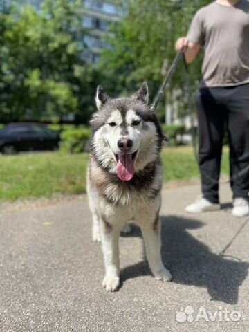 Аляскинский маламут ищет дом
