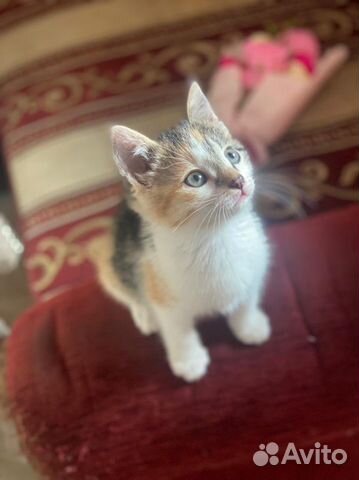 Котенок в добрые руки